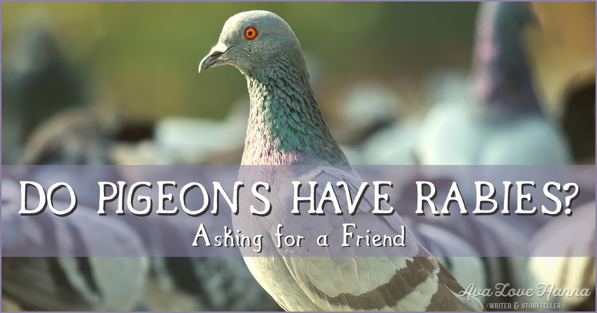 Do Pigeons Have Rabies? Asking For A Friend - Ava Love Hanna